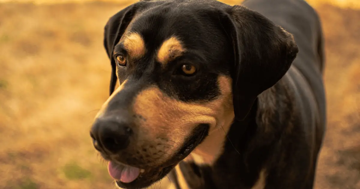 Transylvanian Hound | Dog Breed Info, Guide & Care