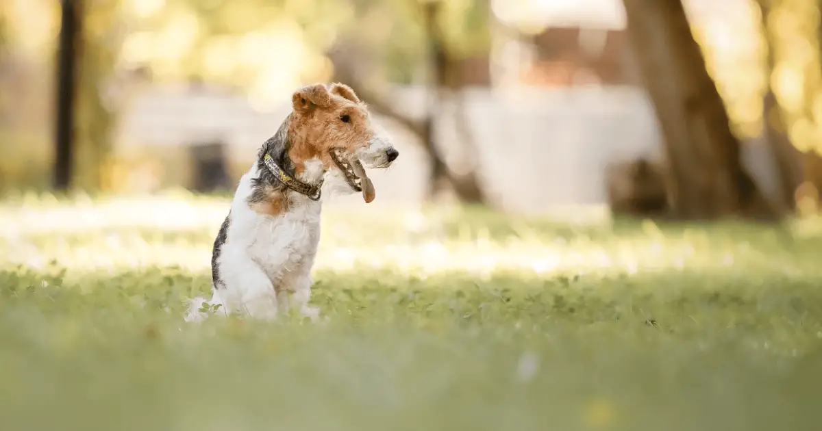 Wire Fox Terrier | Dog Breed Info, Guide & Care
