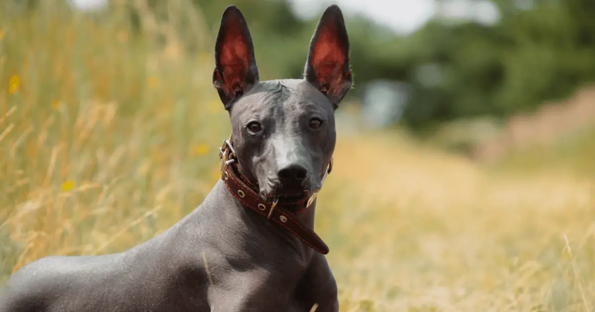 Xoloitzcuintli | Dog Breed Info, Guide & Care