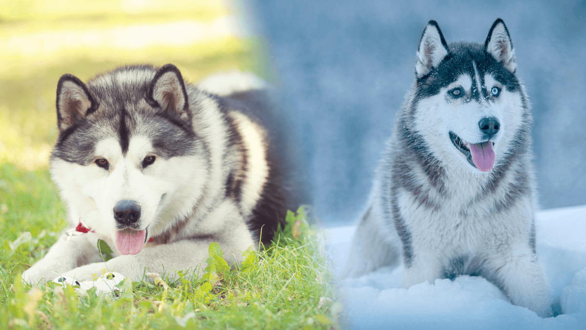 Son Perros Esquimales De Doble Capa