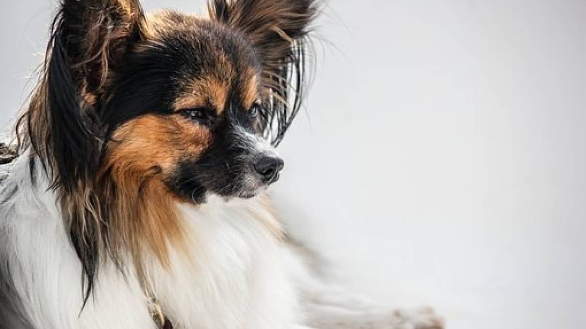 Cute Papillon Dog Cute Papillon Dog Cartoon Sitting, Animals, Baby,