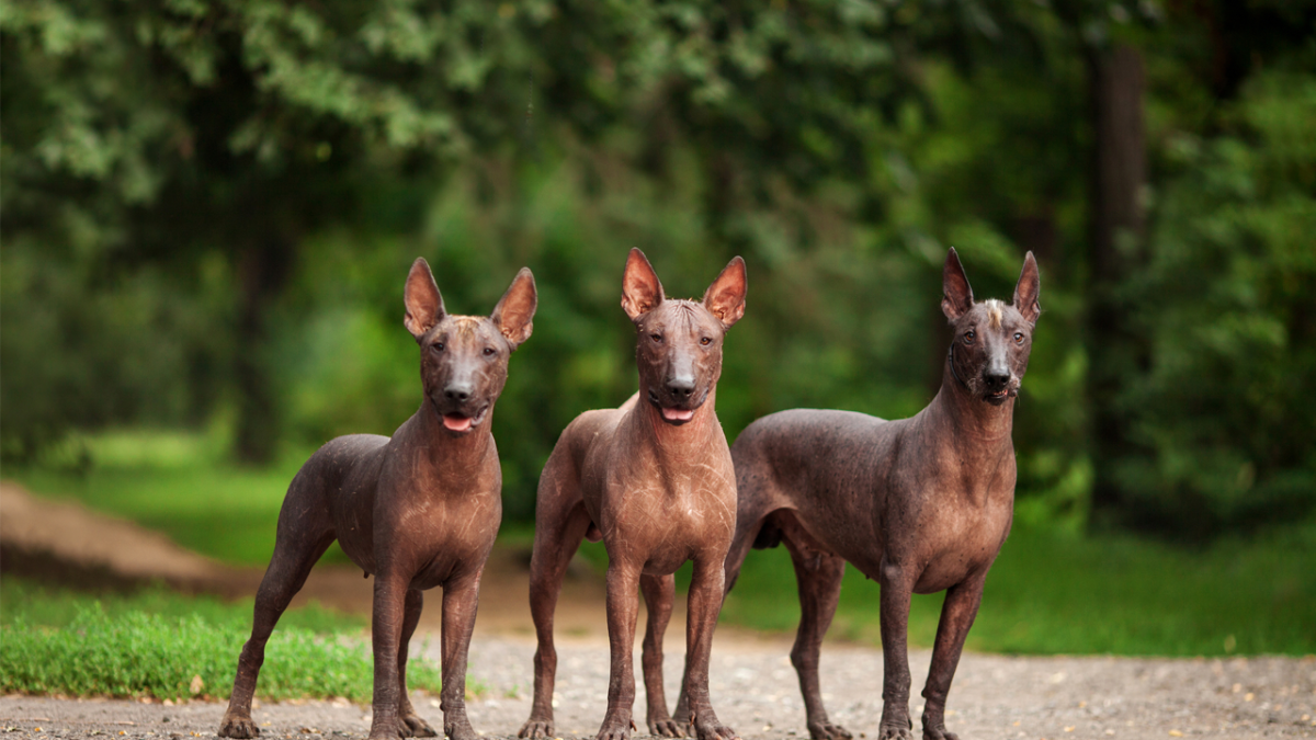 5 Best Hairless Dog Breeds Furfree Fourfooters