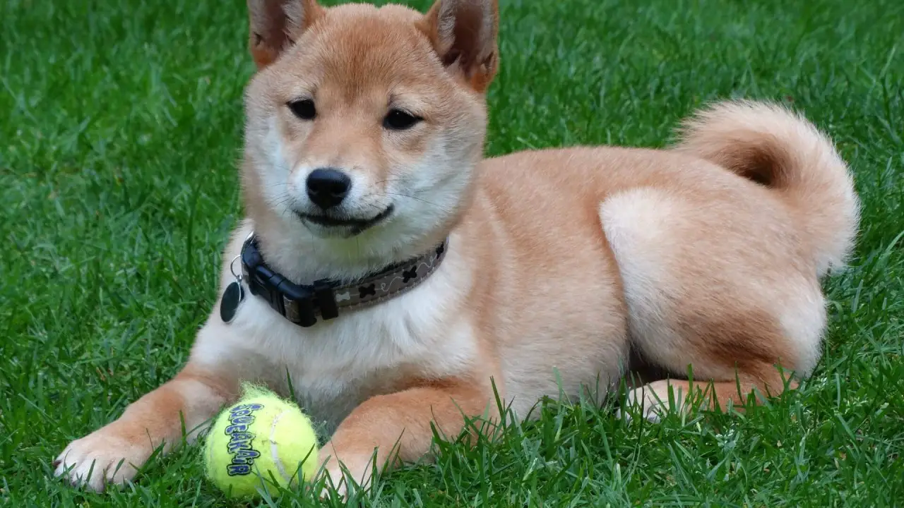 Shiba Inu - zabavne činjenice