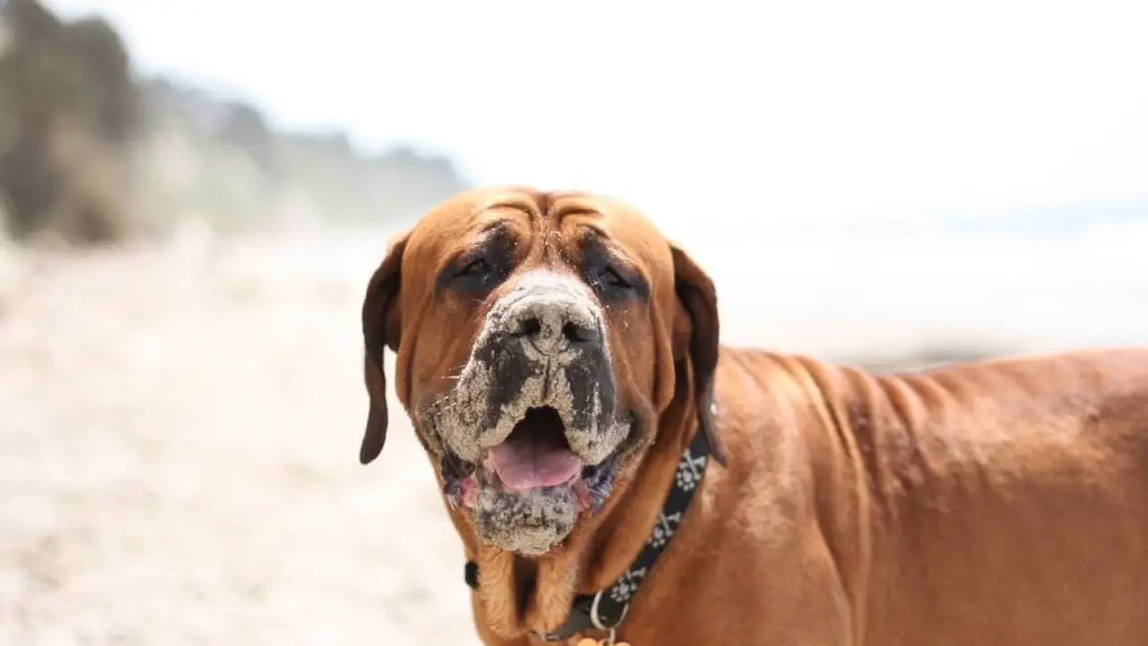 Tosa Inu - Stealthy Japanese Fighting Dog