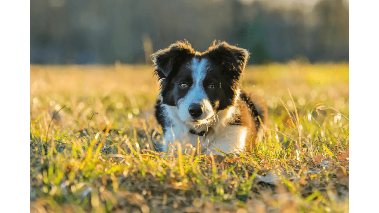 Border Collie | Dog Breed Info, Guide & Care