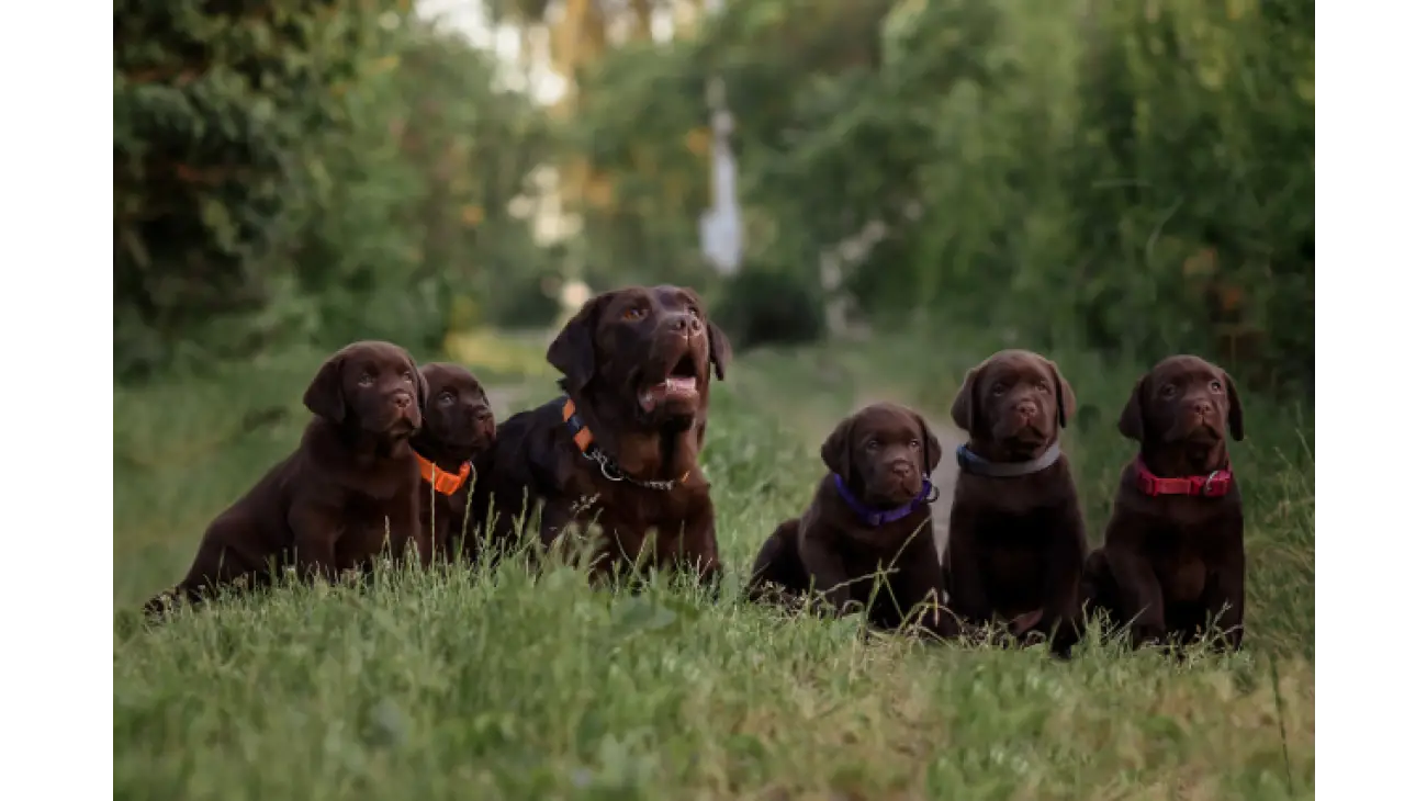 Labrador Retriever | Dog Breed Info, Guide & Care