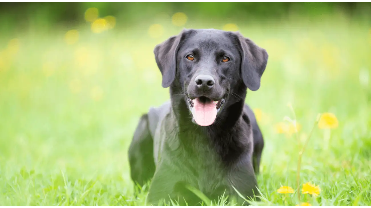 Labrador Retriever | Dog Breed Info, Guide & Care