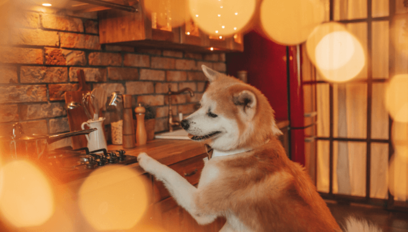 Akita Cachorro Fondo De Pantalla Hd Dog Akita Inu Japanese Akita