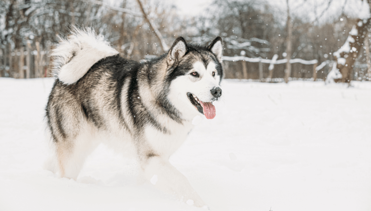 Son Los Perros Esquimales De Alaska Buenos Perros Guardianes