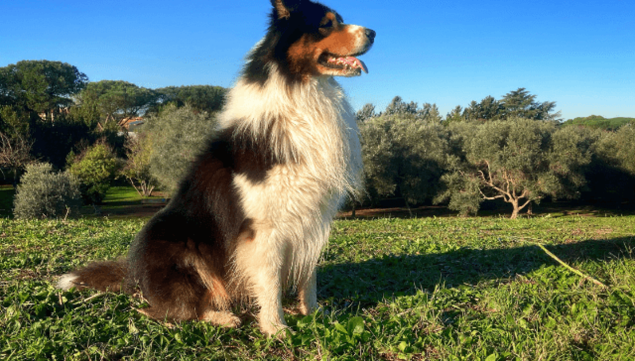 Cane Da Bestiame Australiano Adulto Bovaro Australiano Nero E Marrone