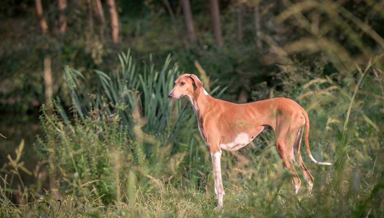 Puede Un Azawakh Vivir En Burkina Faso