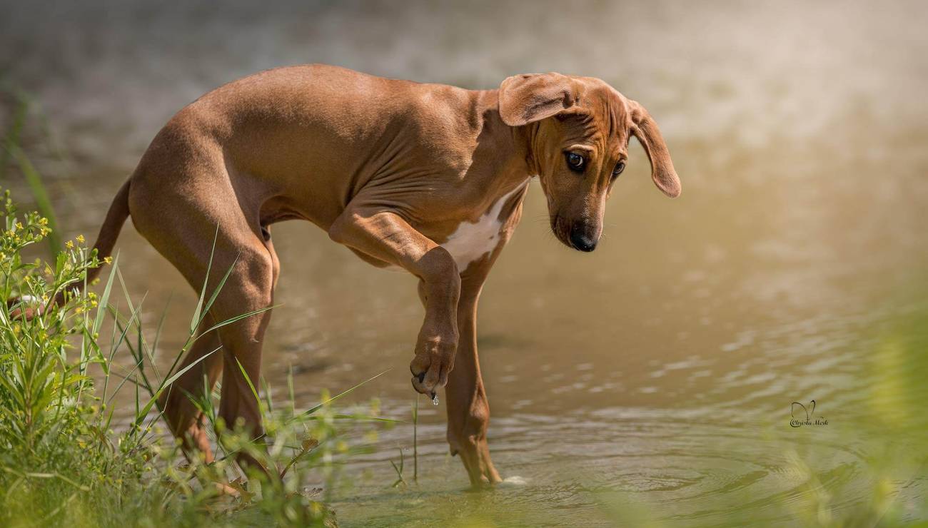 Puede Un Azawakh Vivir En Burkina Faso