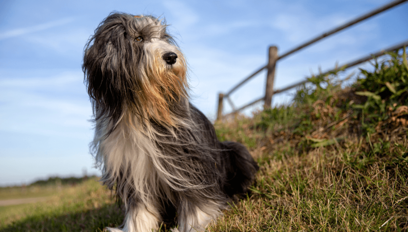 Brown Bearded Collie