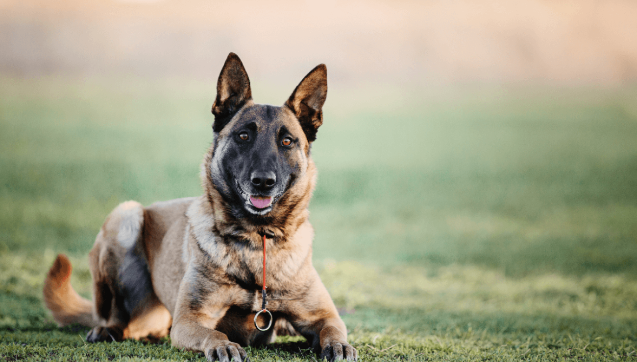 Los Perros Malinois Mudan Mucho Pelo