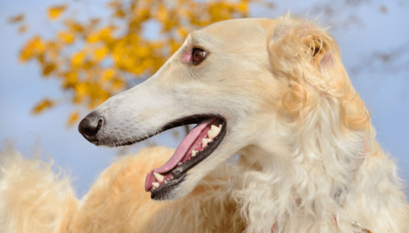 Fileborzoi Dogjpg Wikipedia