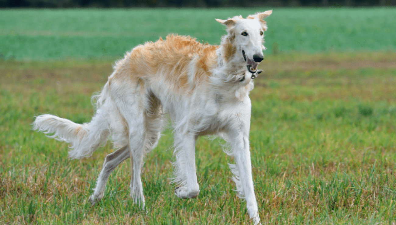 Raza De Perro Borzoi 5 Absolutely True Facts About Borzois #borzoi
