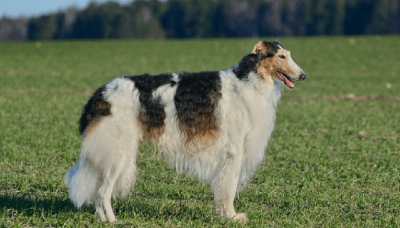 Silken Windhound Borzoi Unsere Hündinnen / Our Females