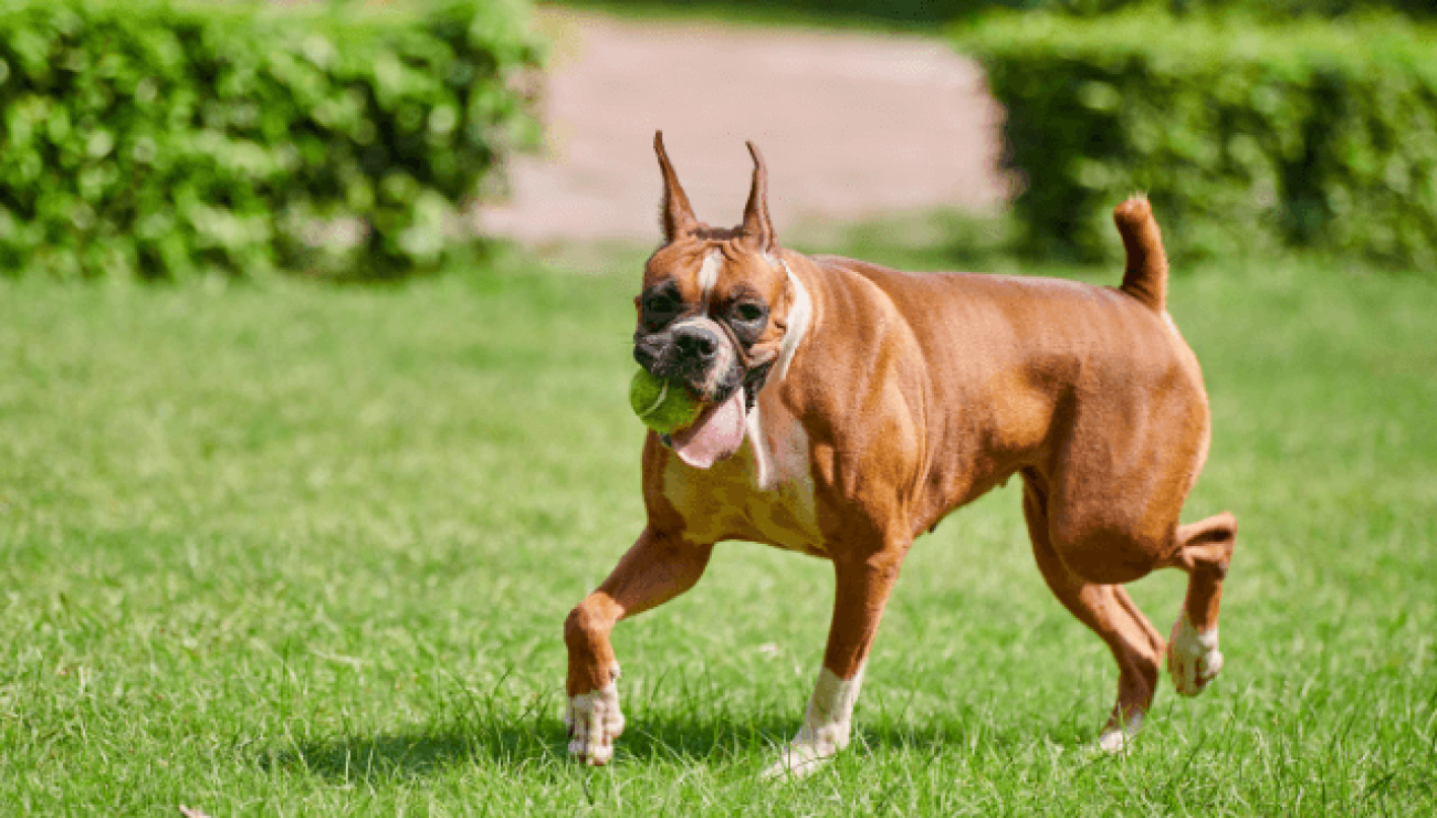 Famoso Criador De Perros Grandes Boxer Raza De Perro