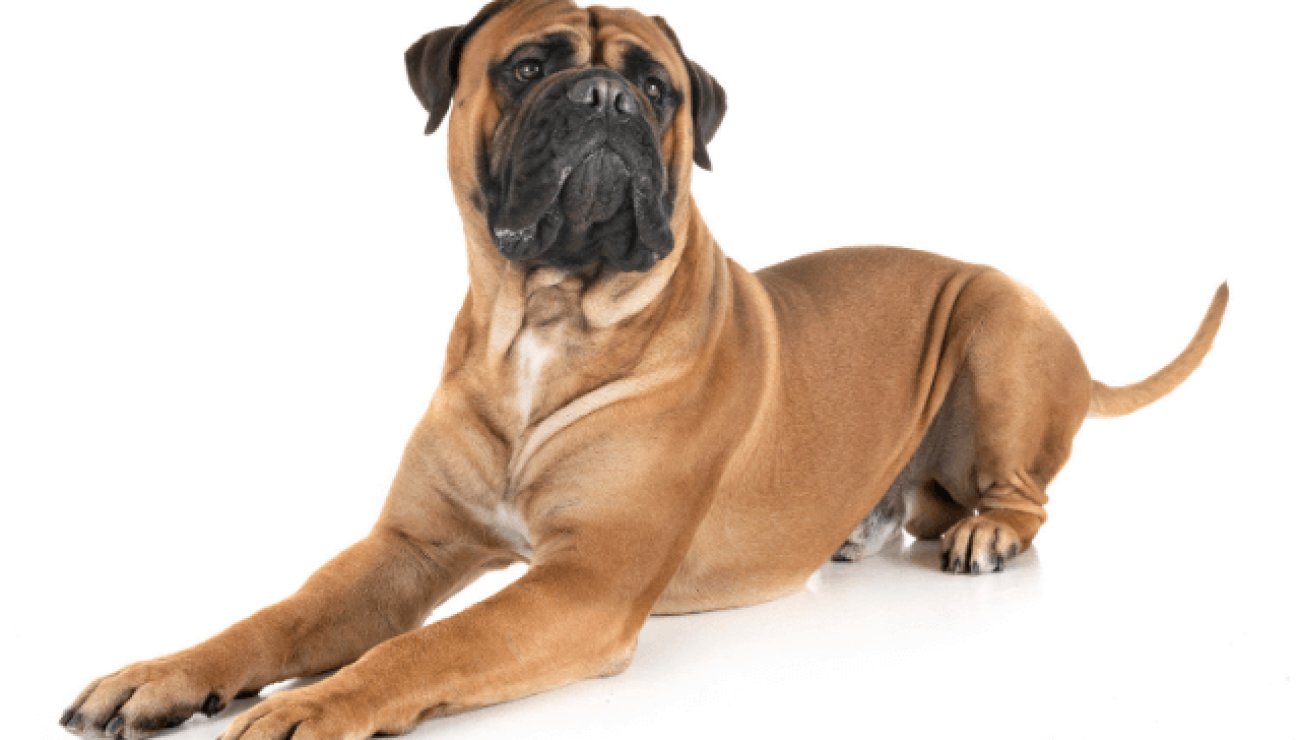 Cuccioli Di Alano E Bull Mastiff Perro Dogo Mallorquín Wikipedia