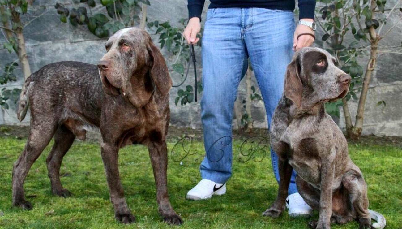 El Pointer De Burgos Muerde Fuerte