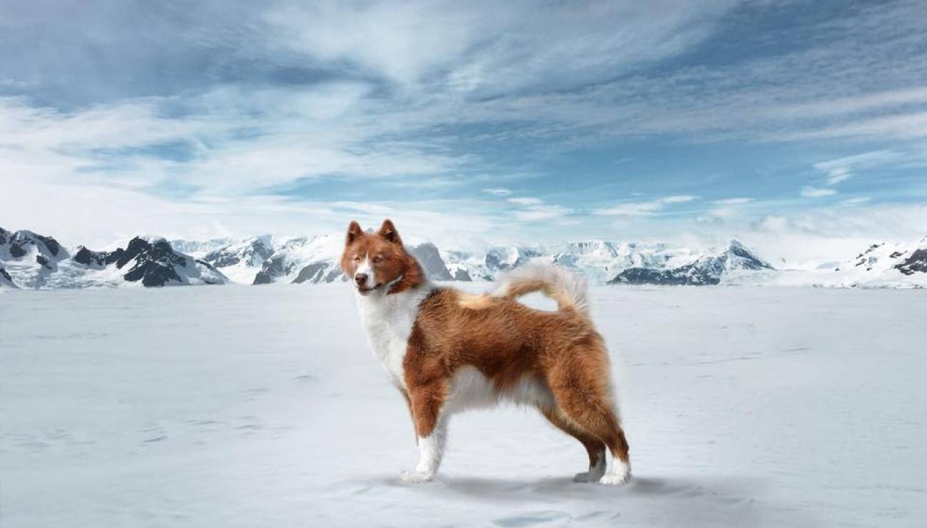 Son Perros Esquimales De Doble Capa