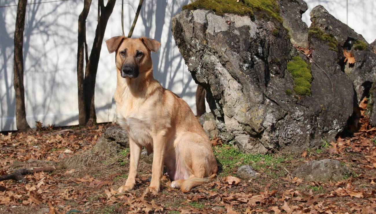 Mezcla De Chinook Y Labrador Lab Newfie Mix: Info, Pictures, Care