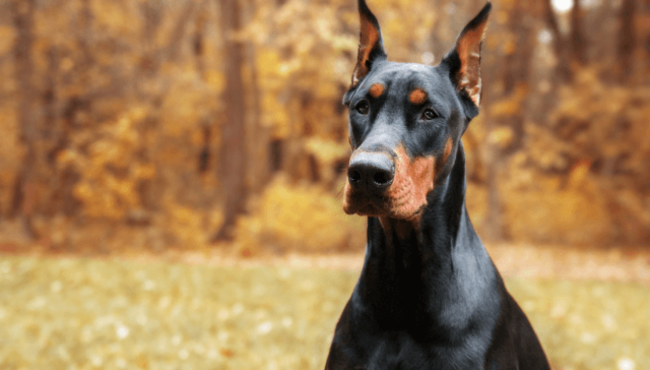 Orecchie Doberman Rosse Non Tagliate Pinscher Tedesco: Carattere, Cura