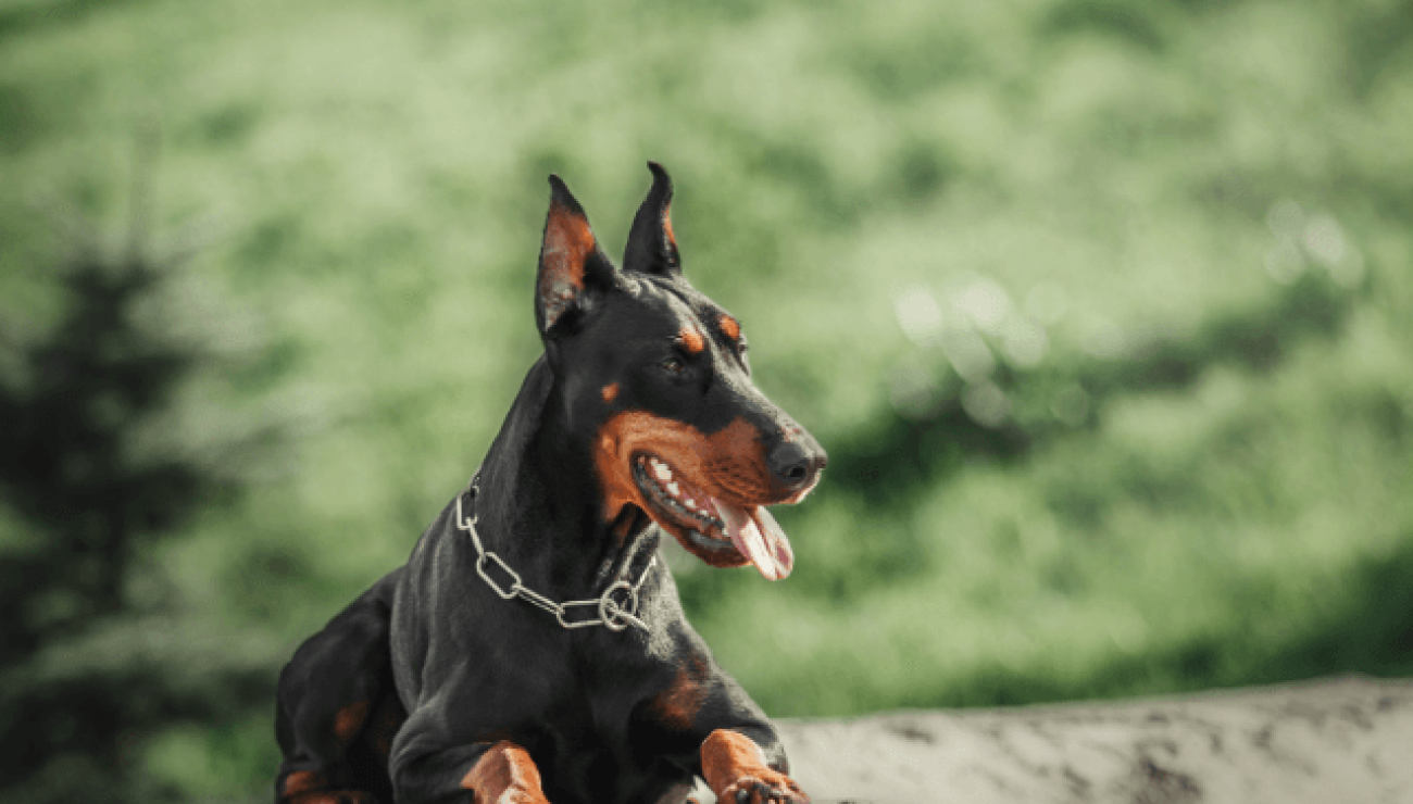 Doberman Pinscher Mejor Perro