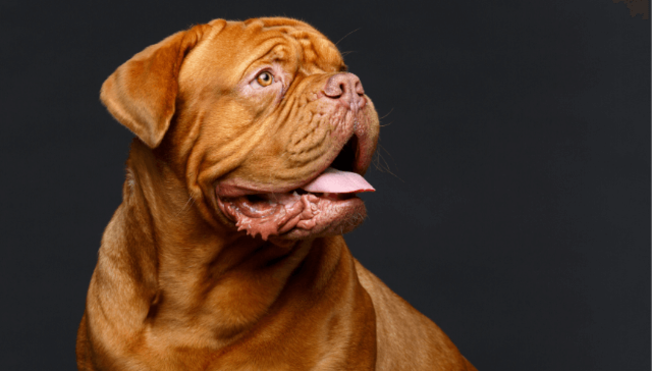 Chien Dogue Italien Chien Dogue De Bordeaux New Kween Des Molosses Des