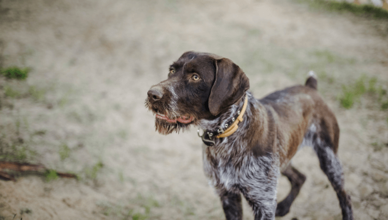 Caccia Al Grifone A Pelo Duro Griffone A Pelo Duro (Griffone Di