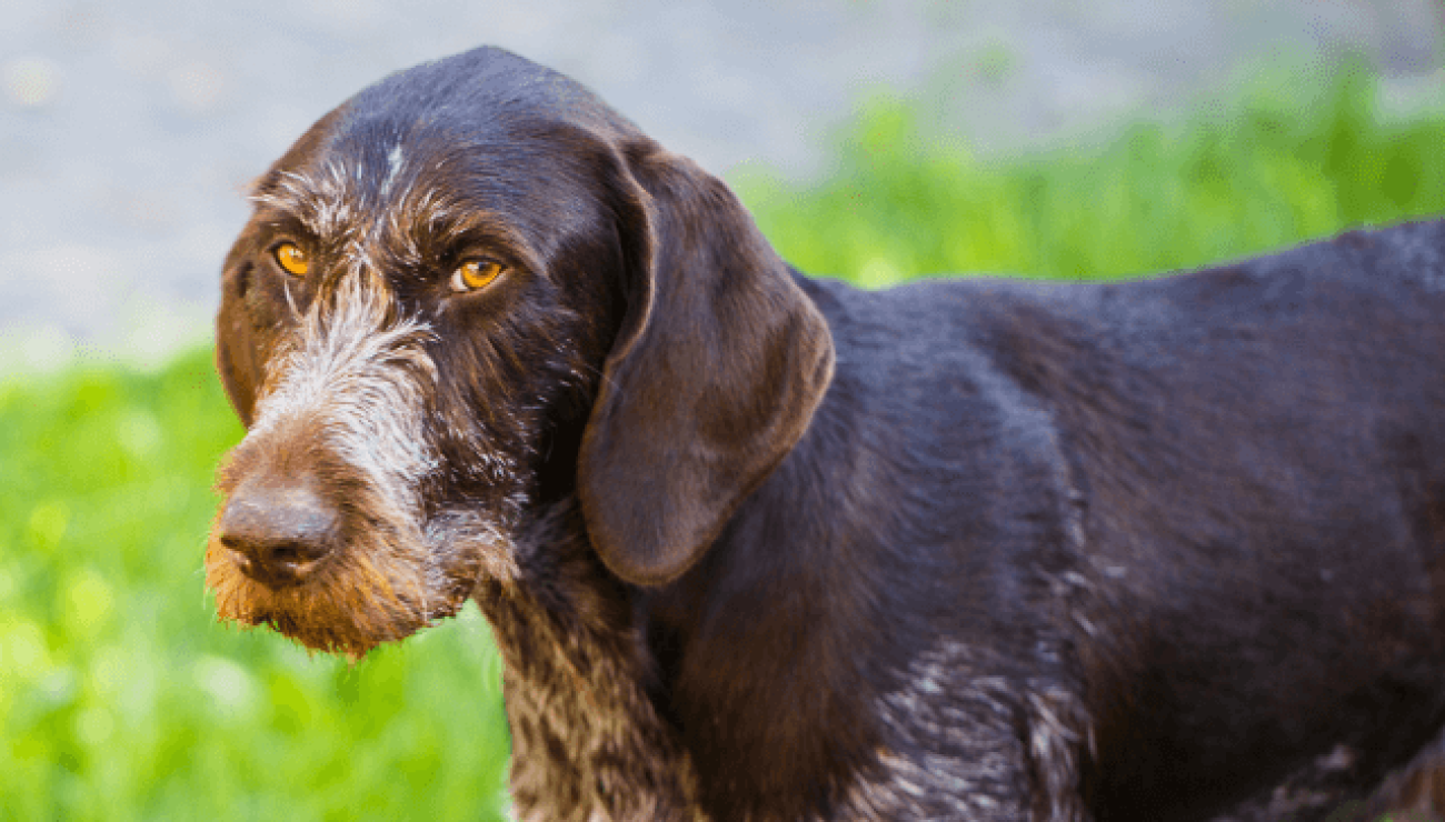 Caccia Al Grifone A Pelo Duro Griffone A Pelo Duro (Griffone Di
