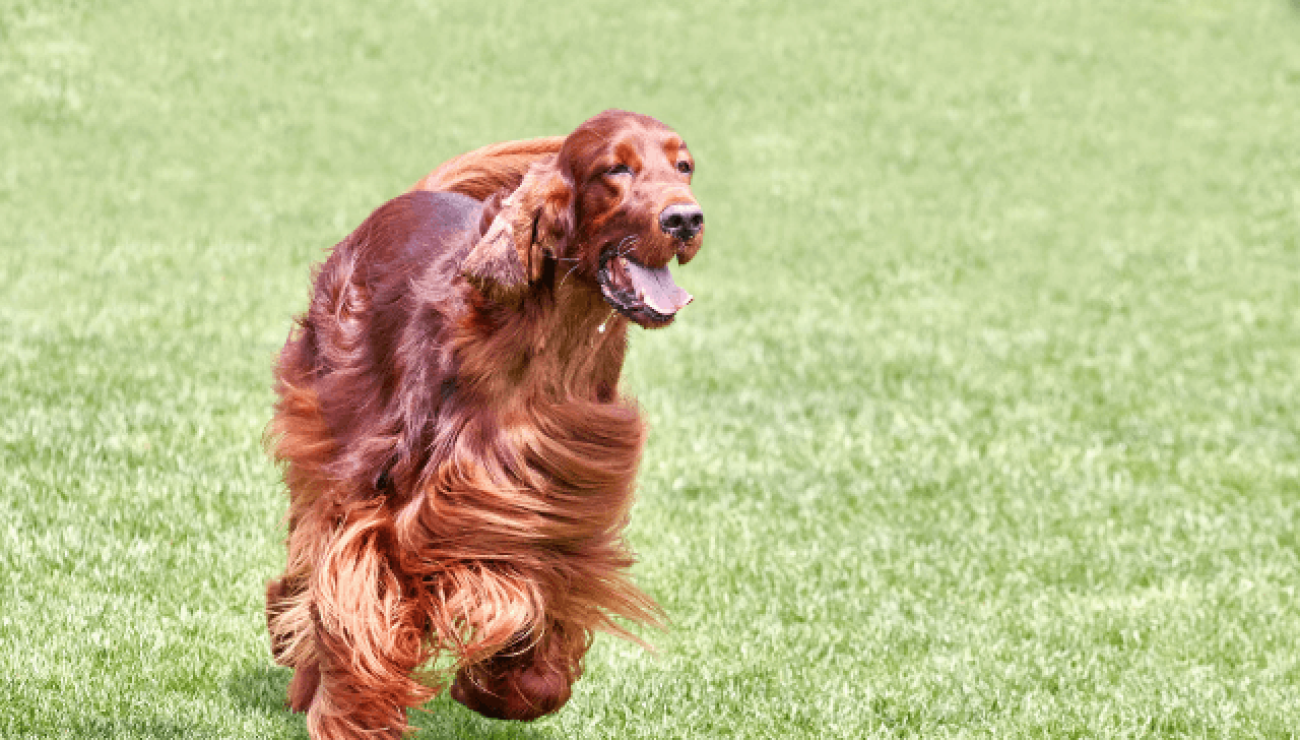 Setter Irlandese Che Punta Il VERO Standard Del...Setter Inglese Ti