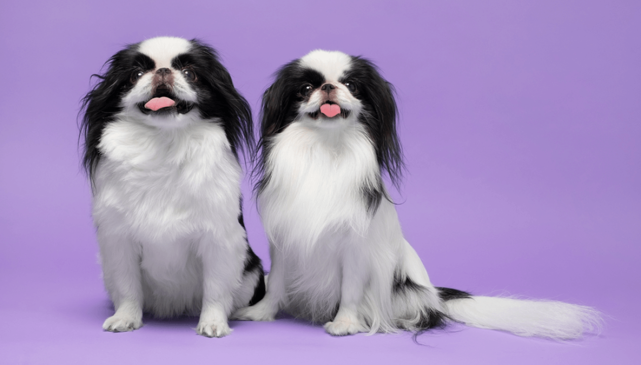 Japanese Chin Information Characteristics Facts Names