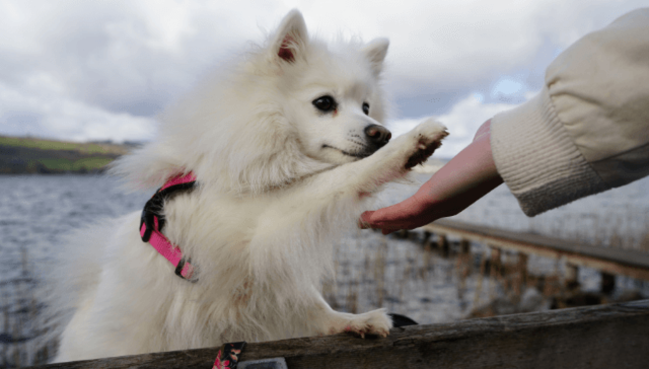 Japanese Spitz