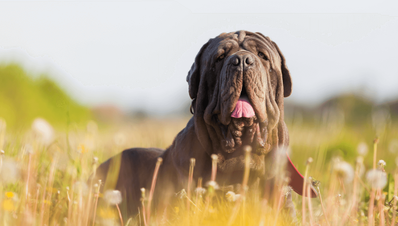 Neapolitan Mastiff Breed Information Health Appearance