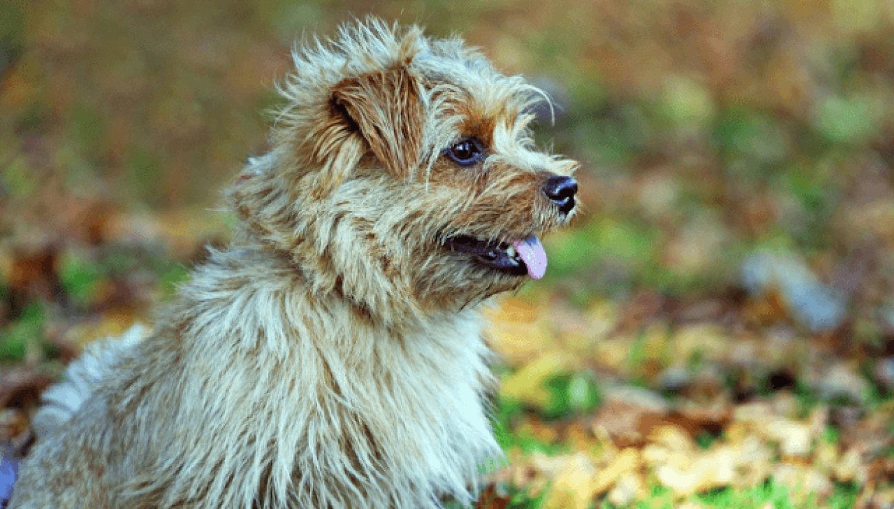 Norfolk Terrier Litter Size