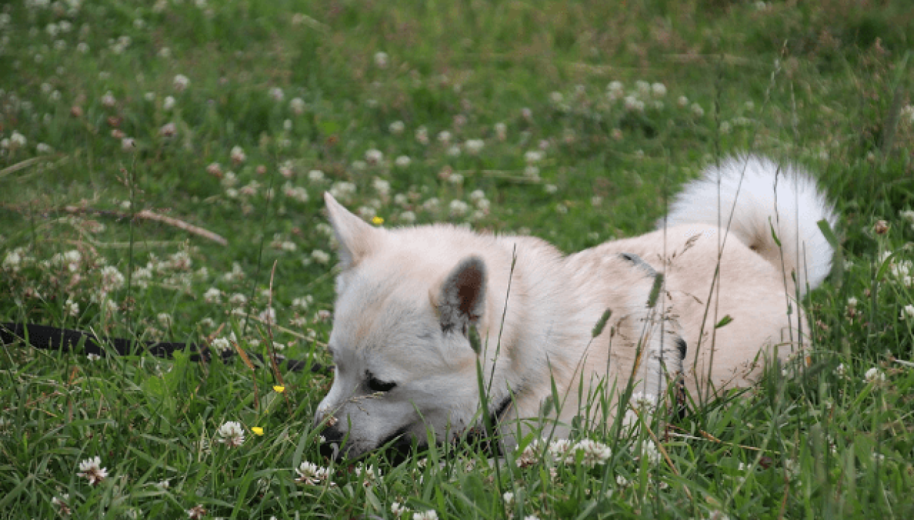 El Buhund Noruego Crece Grande