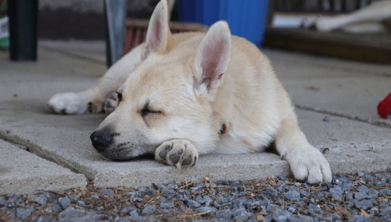 El Buhund Noruego Crece Grande