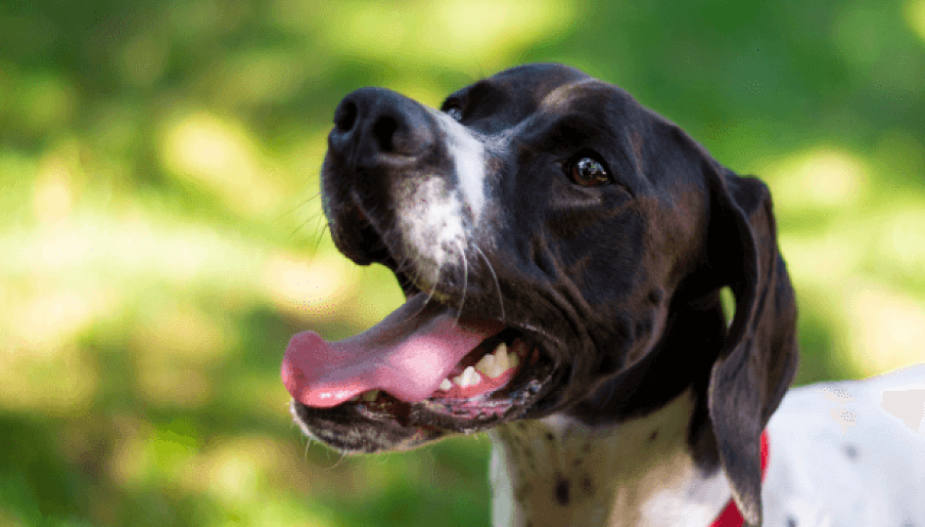 Black English Pointer Dog English Pointer Bird Dog White With Black