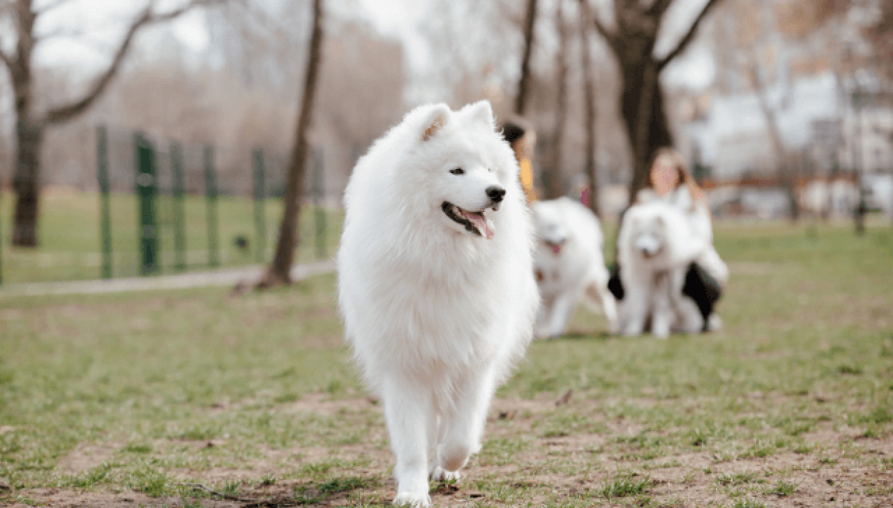 Samoyed Size Comparison Samoyed Dogs Breed Information, Temperament,