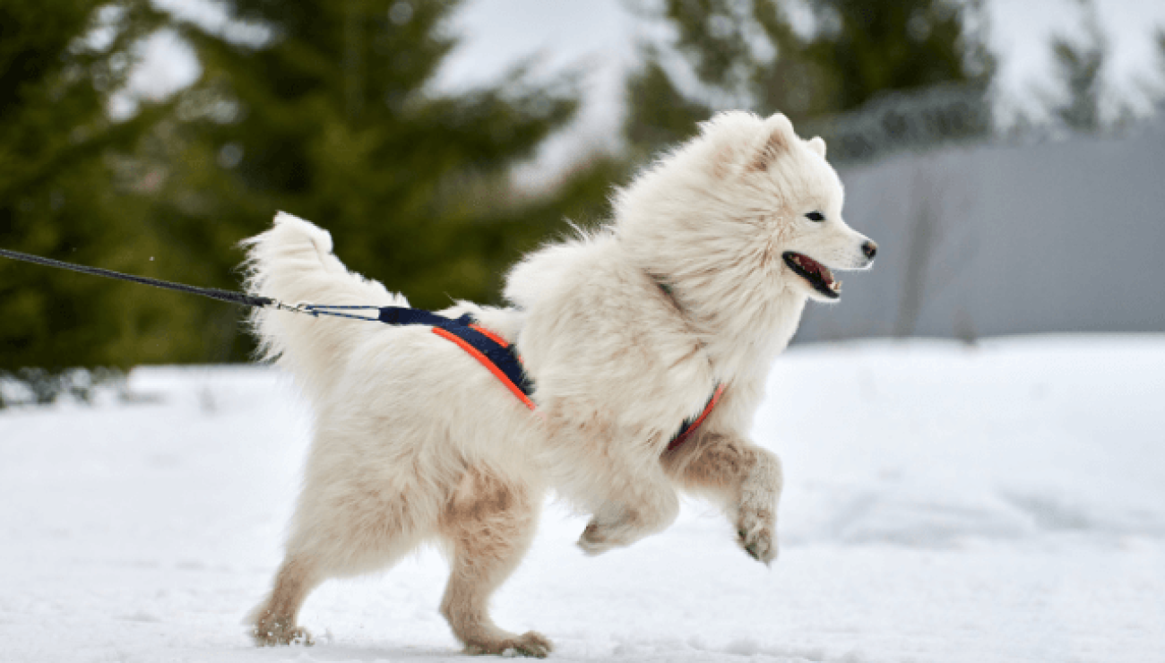 Samoyed Size Comparison Samoyed Dogs Breed Information, Temperament,