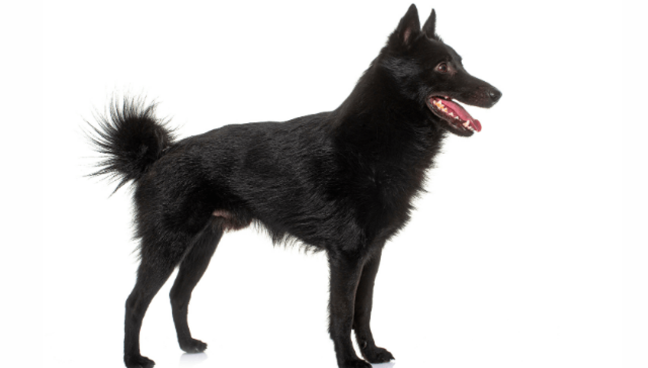 Schipperke Branco Schipese: Character & Ownership Dog Breed Pictures