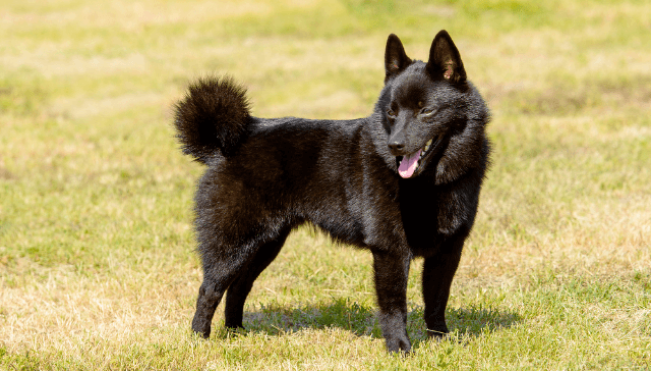 Schipperke Branco Schipese: Character & Ownership Dog Breed Pictures