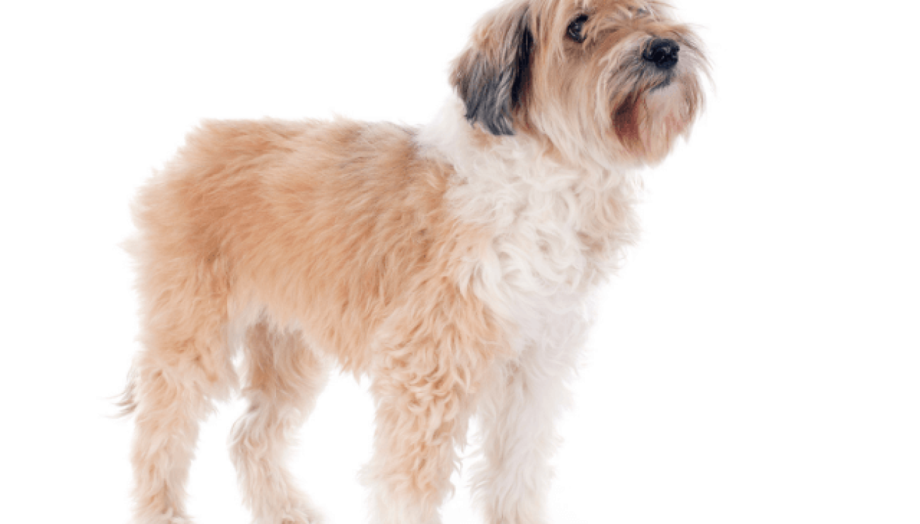 Los Terriers Tibetanos Nadan