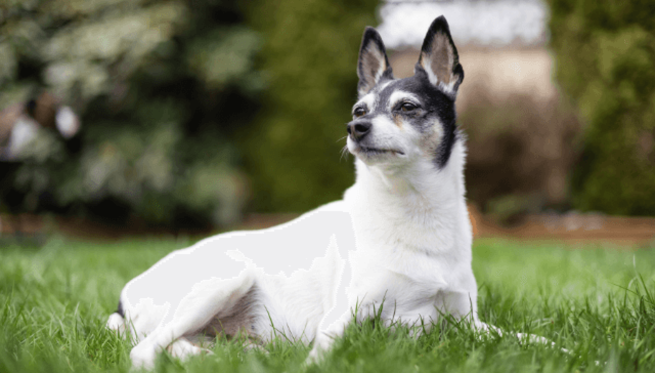 Toy Fox Terrier Adulto Toy Fox Terrier Stock Foto. Image Of Dwerg,