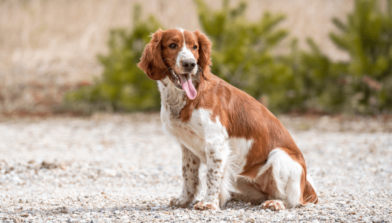 Welsh Springer Spaniel Guide