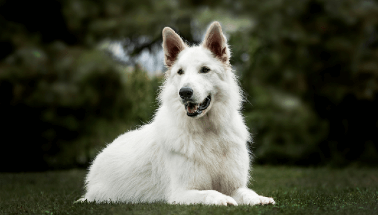 Cani Pastore Tedesco Bianco Scopriamo Le Razze Di Cani Simili Al
