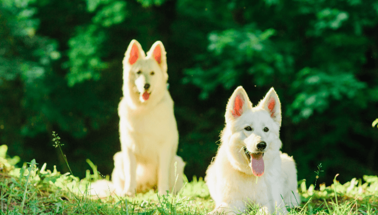Cani Pastore Tedesco Bianco Scopriamo Le Razze Di Cani Simili Al
