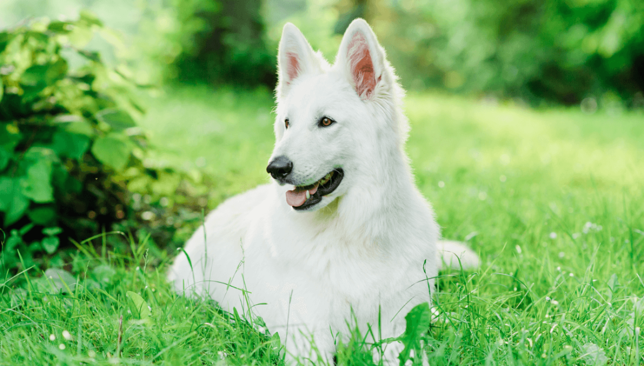 Cani Pastore Tedesco Bianco Scopriamo Le Razze Di Cani Simili Al