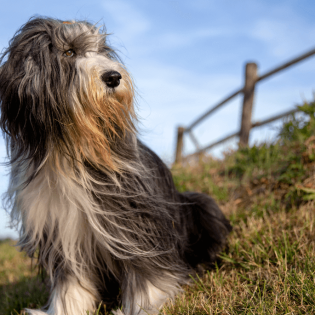 Berger Picard Dog Breed Info: Pictures, Facts, Puppies,, 60% OFF